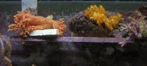 Reef Junkies